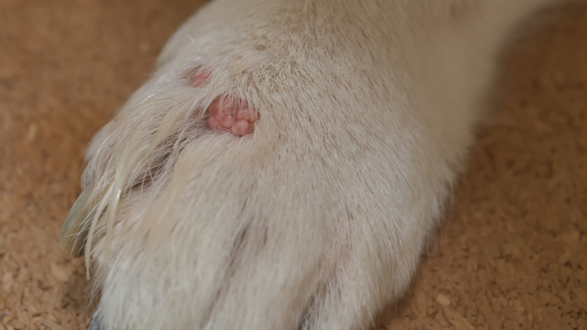 Cryotherapy - Amherst Veterinary Hospital