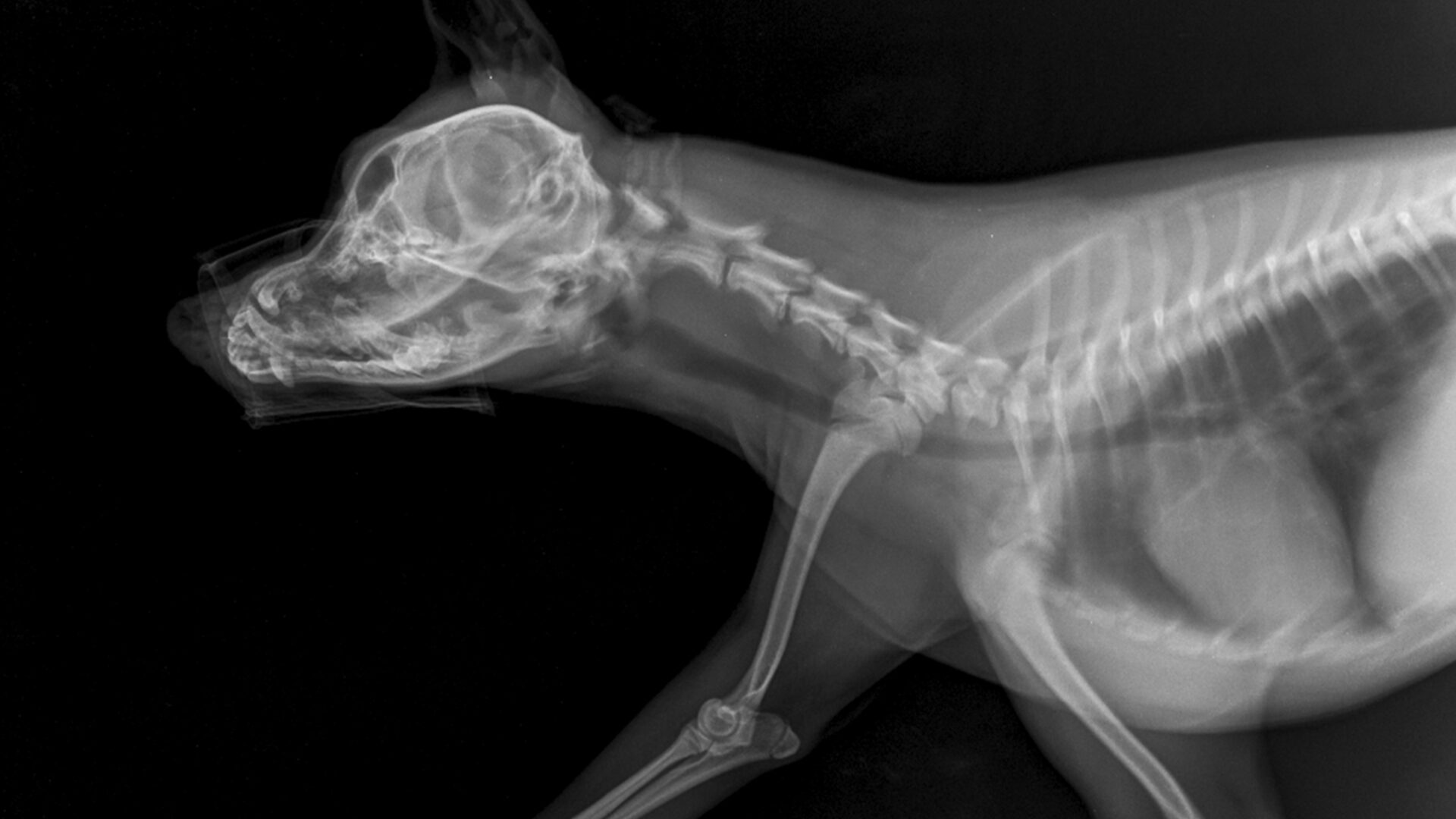 Digital Radiographs (X-rays) - Amherst Veterinary Hospital